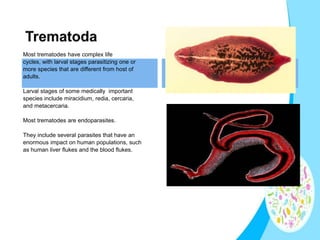 MICROBIOLOGY AND PARASITOLOGYmetazoa.pptx