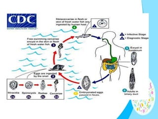 MICROBIOLOGY AND PARASITOLOGYmetazoa.pptx