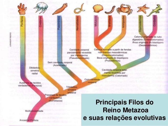 2S_Metazoa1 conceitos embrio