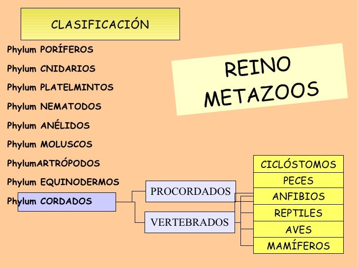 Metazoos 3