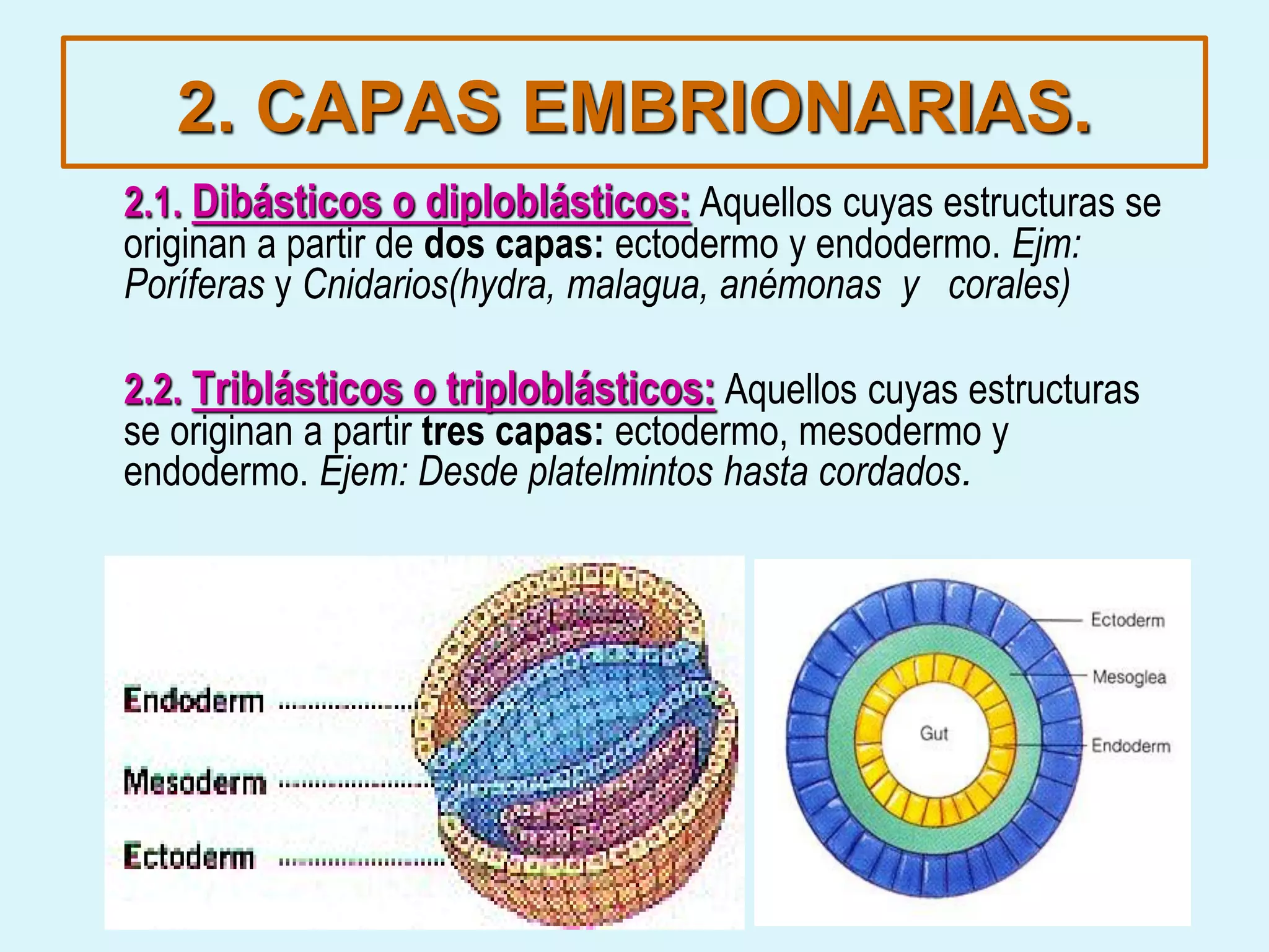 METAZOOS DIBLÁSTICOS-ACELOMADOS Y PSEUDOCELOMADOS.pdf