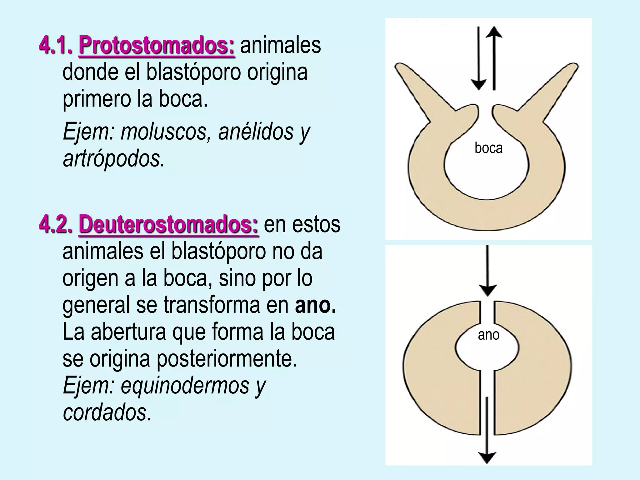 METAZOOS DIBLÁSTICOS-ACELOMADOS Y PSEUDOCELOMADOS.pdf