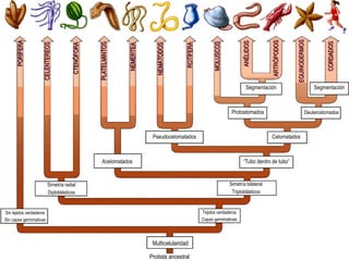 METAZOOS DIBLÁSTICOS-ACELOMADOS Y PSEUDOCELOMADOS.pdf