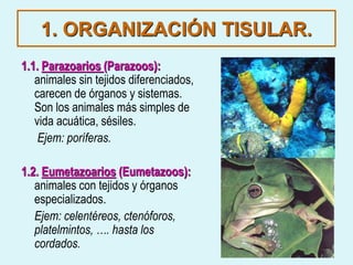 METAZOOS DIBLÁSTICOS-ACELOMADOS Y PSEUDOCELOMADOS.pdf