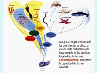 METAZOOS DIBLÁSTICOS-ACELOMADOS Y PSEUDOCELOMADOS.pdf