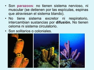 METAZOOS DIBLÁSTICOS-ACELOMADOS Y PSEUDOCELOMADOS.pdf