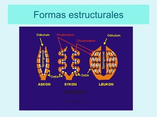 METAZOOS DIBLÁSTICOS-ACELOMADOS Y PSEUDOCELOMADOS.pdf