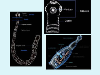 METAZOOS DIBLÁSTICOS-ACELOMADOS Y PSEUDOCELOMADOS.pdf