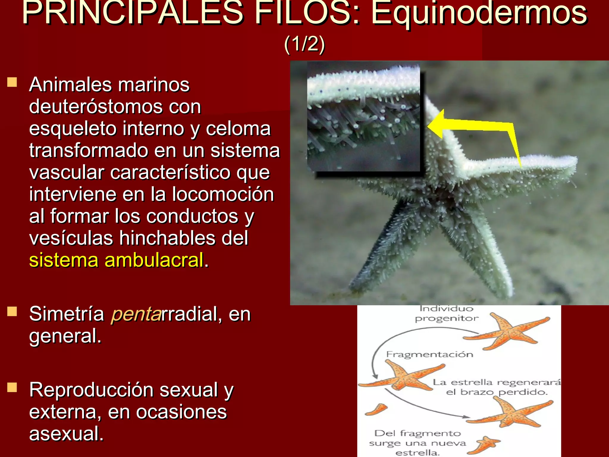 Metazoos (metazoa) | PPT