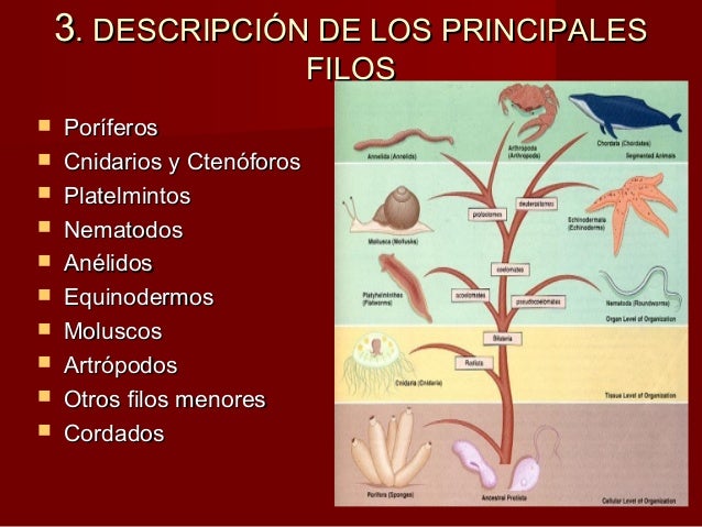 reino animal: septiembre 2016