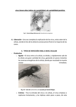 Que son los virus y que función cumple n.pdf
