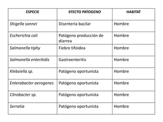 ENTEROBACTERIAS | PPTX