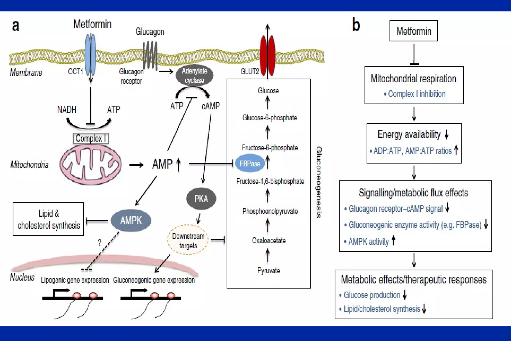 Metformin | PPT