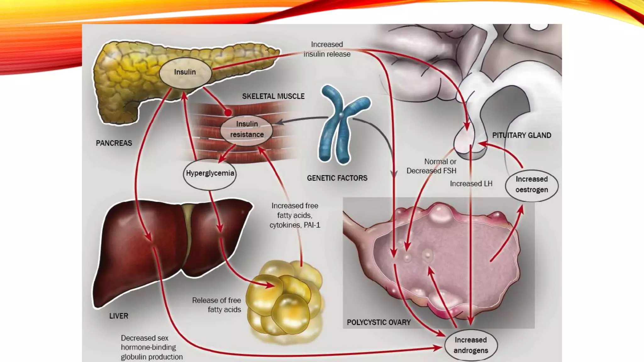 Metformin A Pharmacological Preespective | PPTX
