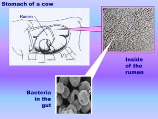 Which end of the cow does methane come out? | PPT