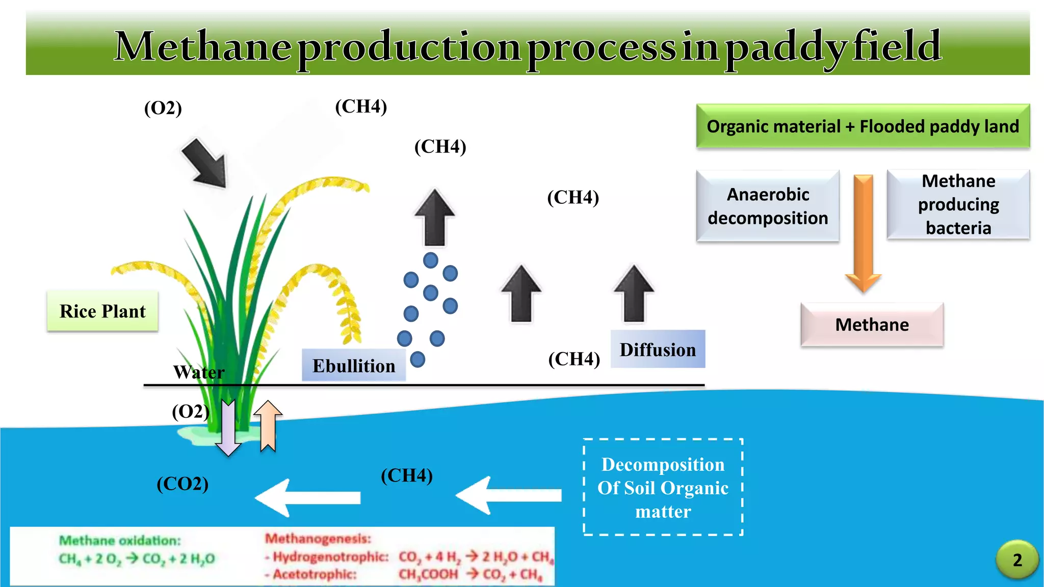 Methane emission from paddy field.pptx