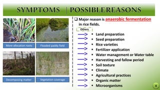Methane emission from paddy field.pptx
