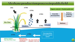 Methane emission from paddy field.pptx