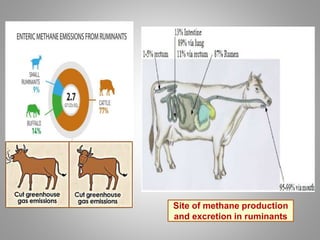 Methane Mitigation In Ruminants Through Nutritional Interventions | PPTX