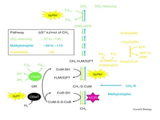 Methanogenesis | PDF