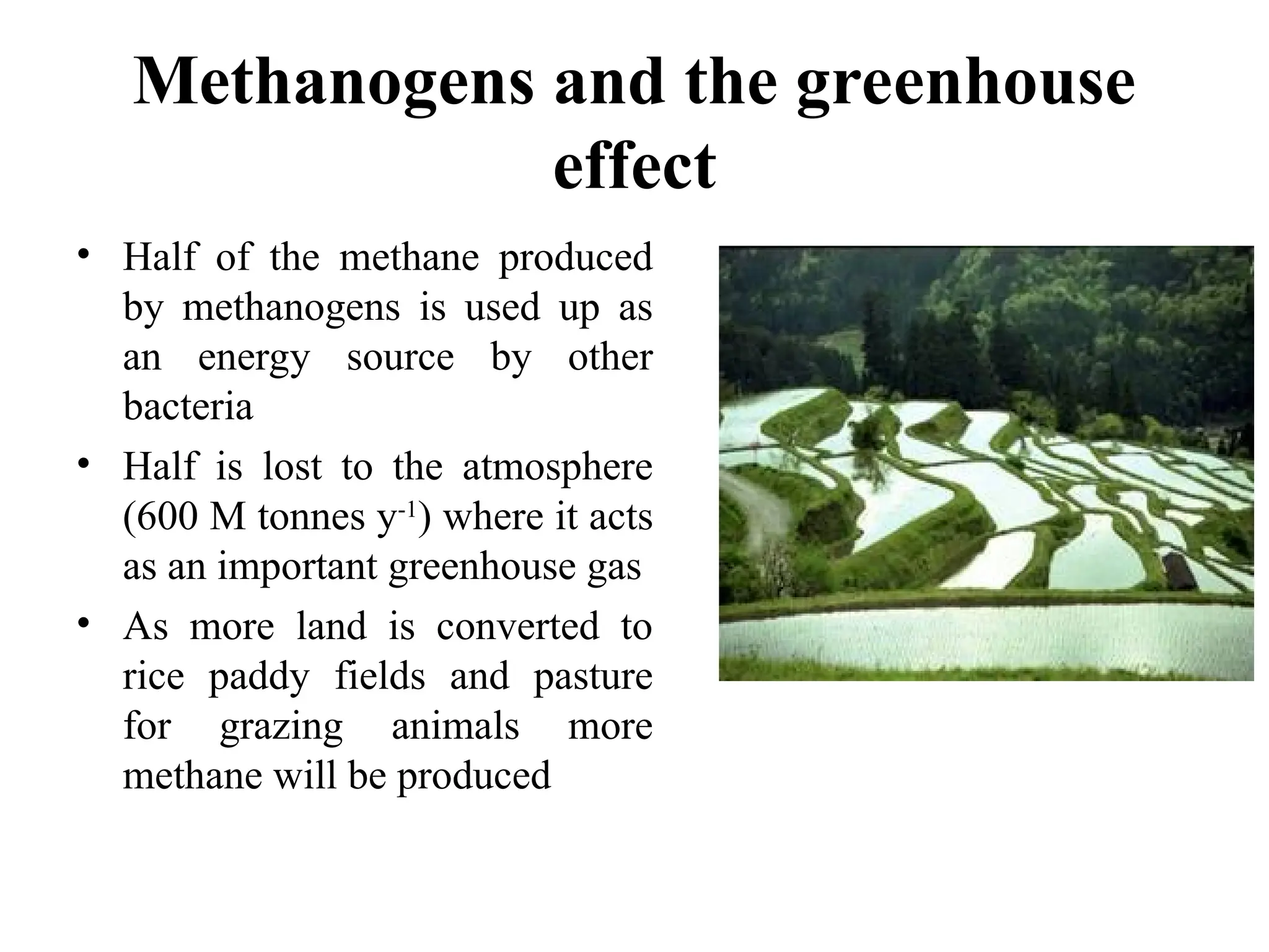 methanogens-bvvvvvbbbvvgbbgand-biogas.ppt
