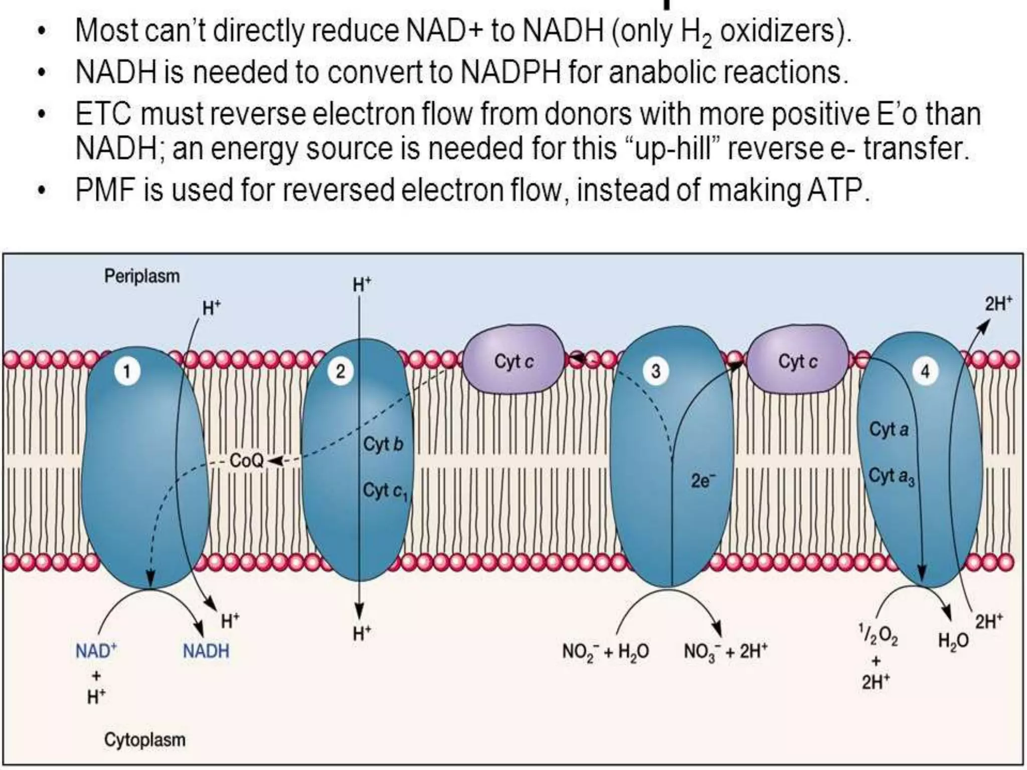 Methanogens and chemolithotrophy | PPTX