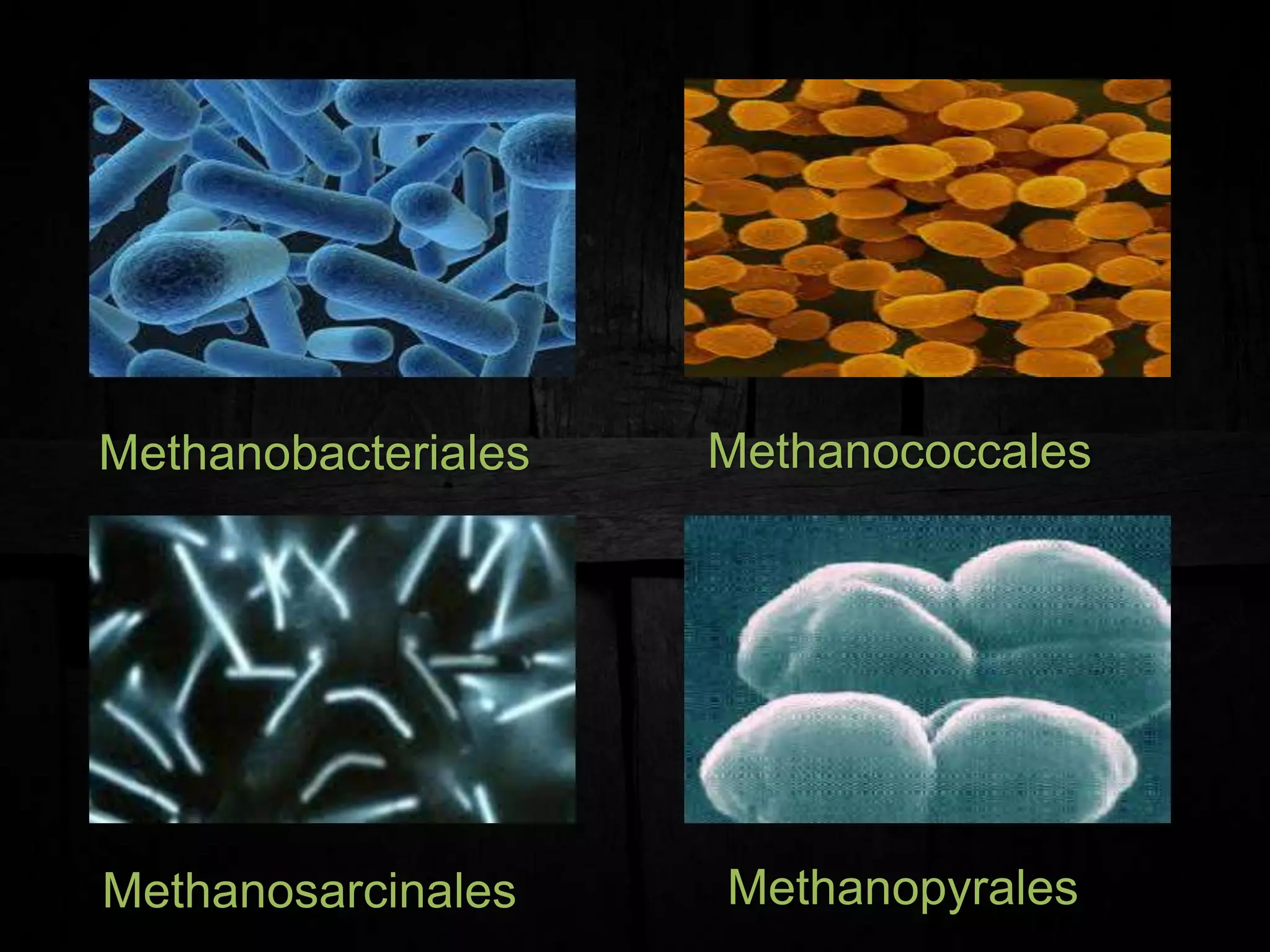 Methanogens and chemolithotrophy | PPTX