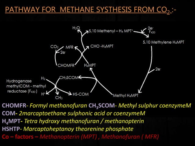 Methanogens and chemolithotrophy | PPTX | Chemistry | Science