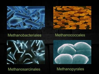 Methanogens