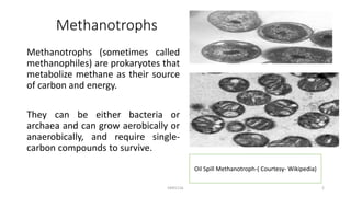 Methanotrophs | PPTX