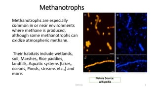 Methanotrophs | PPTX