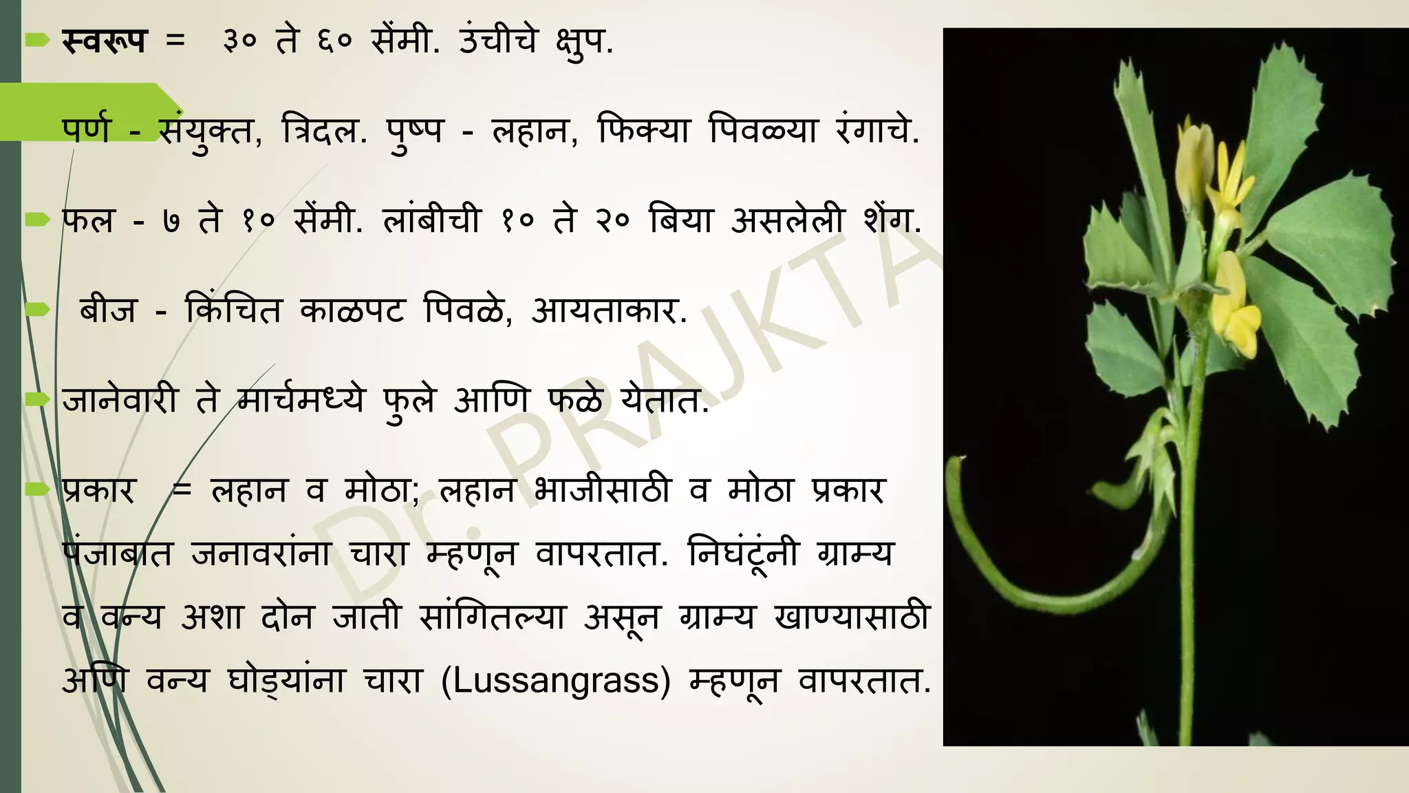 Methika Trigonella fenugraecum