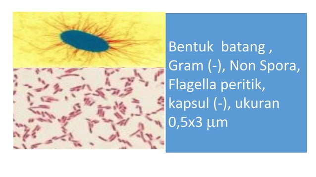 Methode validation for e.coli