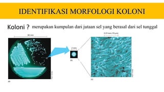 Methode validation for e.coli