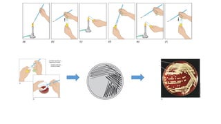 Methode validation for e.coli