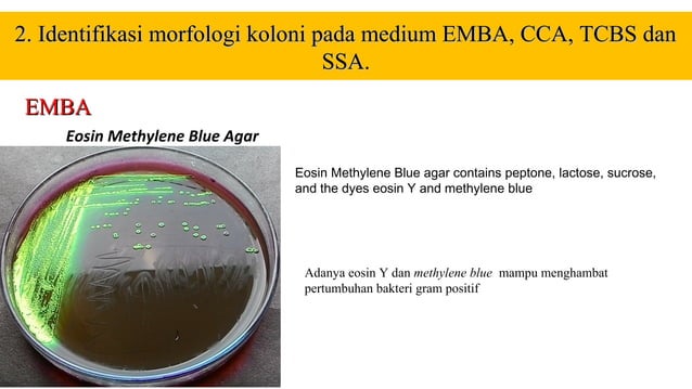 Methode validation for e.coli
