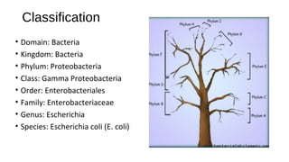 Methode validation for e.coli