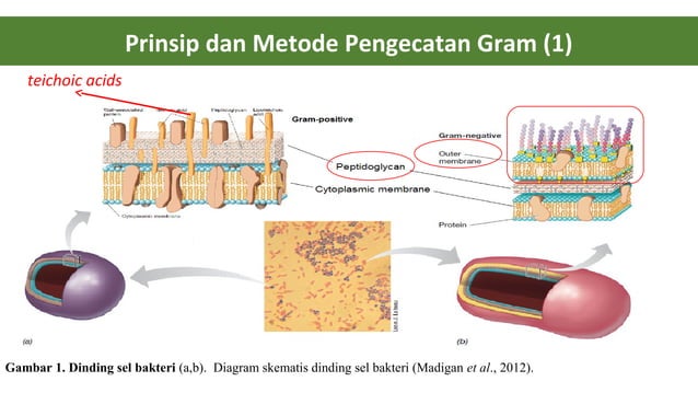 Methode validation for e.coli