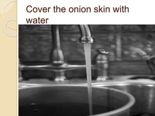 Method of extraction onion dye and its application | PPTX