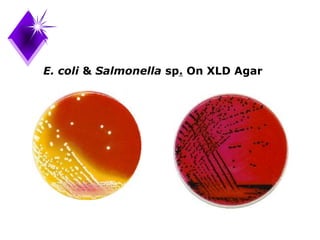 Xld Agar E Coli