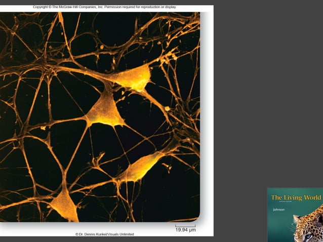 Introduction to Methods in Neuroscience | PPT