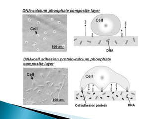 Direct Gene Transfer Methods | PPTX