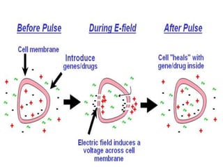 Direct Gene Transfer Methods | PPTX