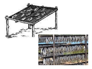 DRYING OF FISH - METHOD OF FISH PRESERVATION | PPTX