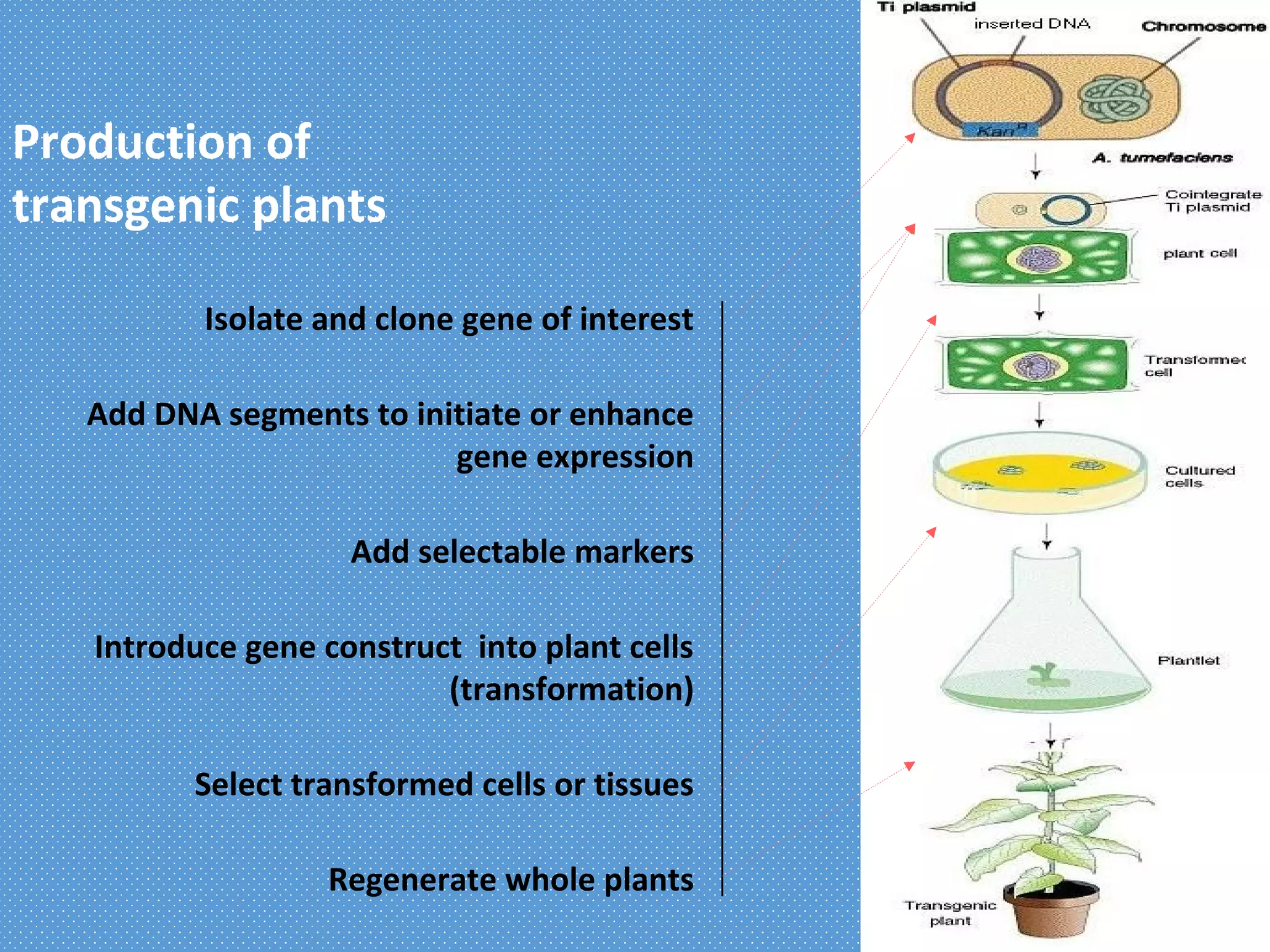 Methods of gene transfer | PPT