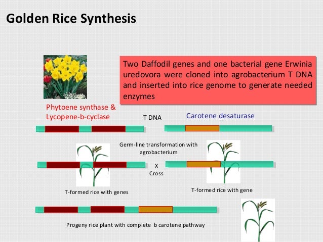 Methods of gene transfer