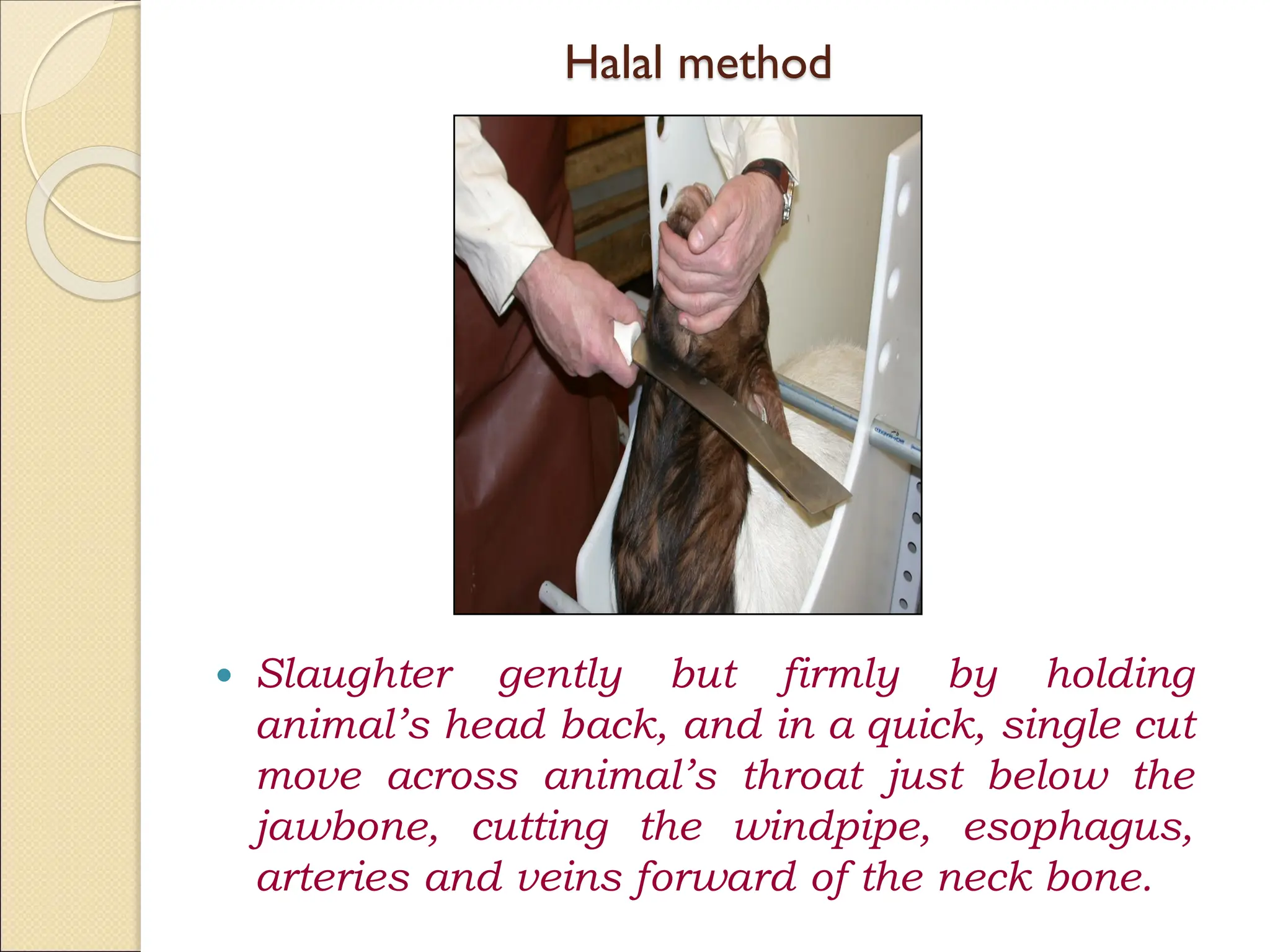 Method of Slaughter. (Humane Slaughter,Jewish,hindu,halal) | PDF