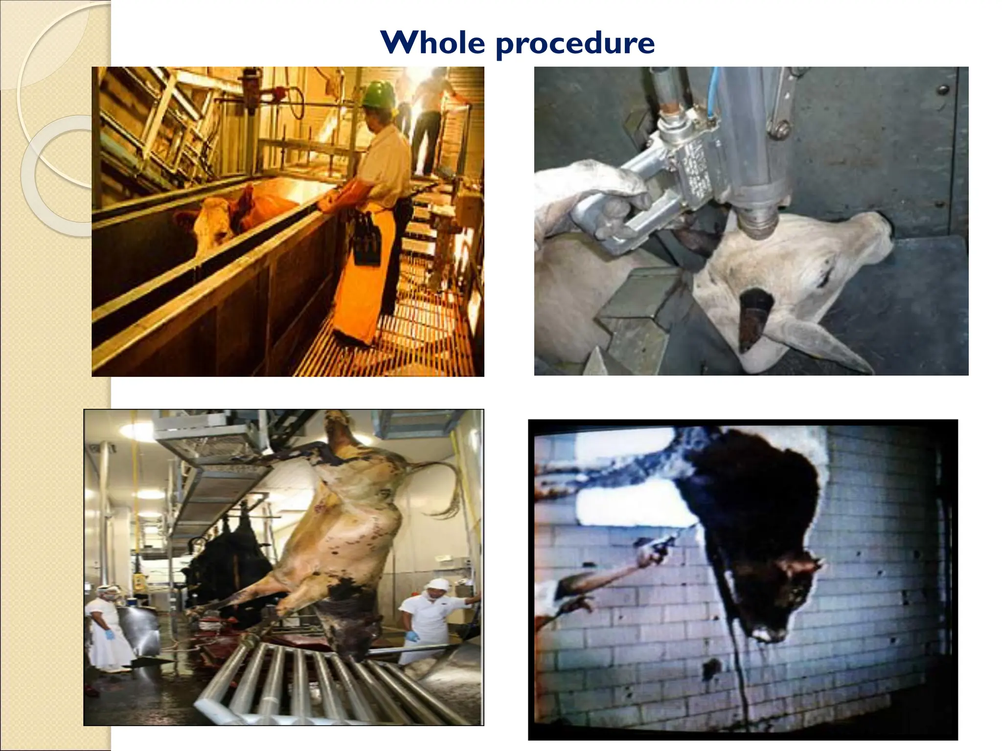Method of Slaughter. (Humane Slaughter,Jewish,hindu,halal) | PDF