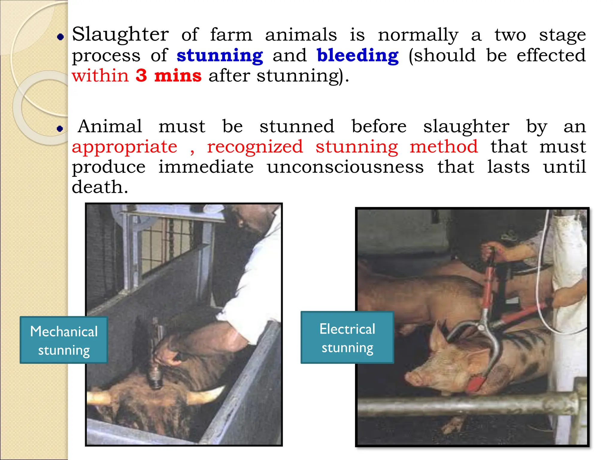 Method of Slaughter. (Humane Slaughter,Jewish,hindu,halal) | PDF