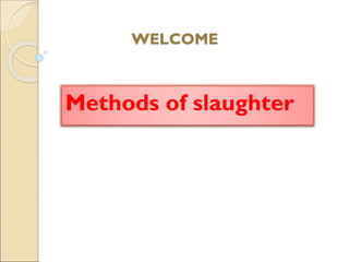 Method of Slaughter. (Humane Slaughter,Jewish,hindu,halal) | PDF